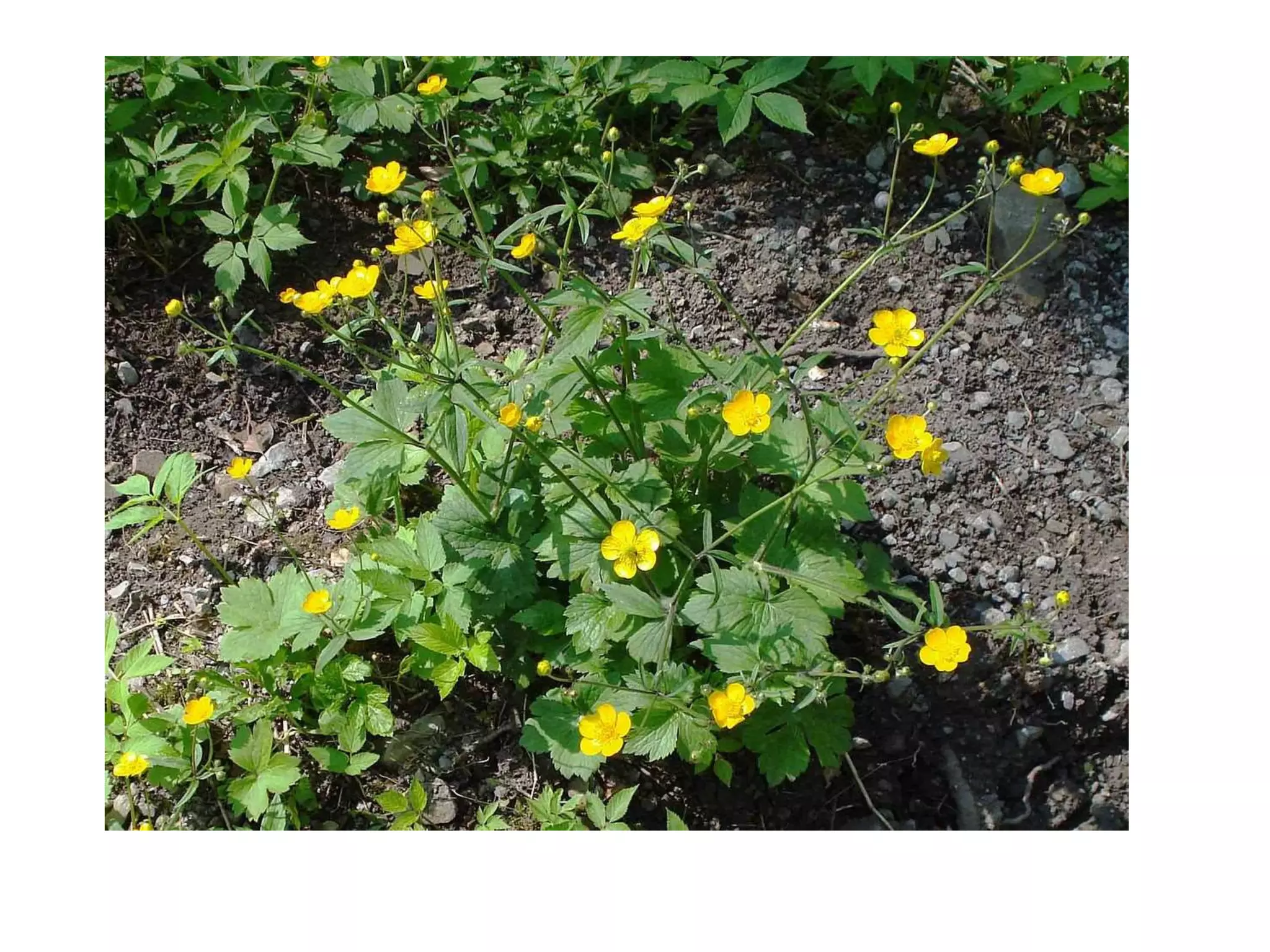 Kaitsealused taimed | PPTX