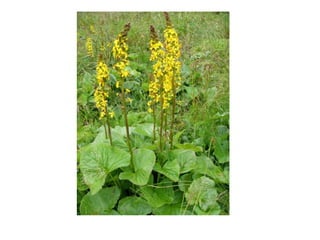 Kaitsealused taimed | PPTX