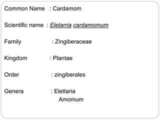 cardamom | PPTX