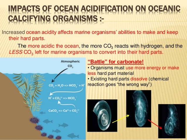 ocean acidification