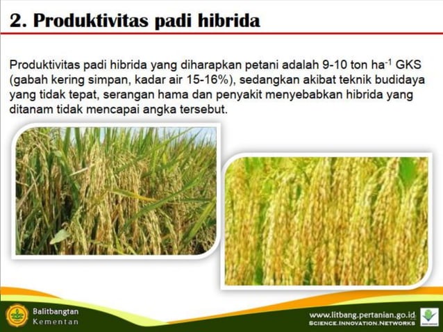 Kajian dan penerapan teknologi padi hibrida di Sumatera Utara.pdf Kajian dan penerapan teknologi padi hibrida di Sumatera Utara.pdf