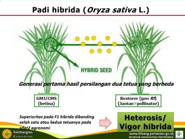 Kajian dan penerapan teknologi padi hibrida di Sumatera Utara.pdf Kajian dan penerapan teknologi padi hibrida di Sumatera Utara.pdf