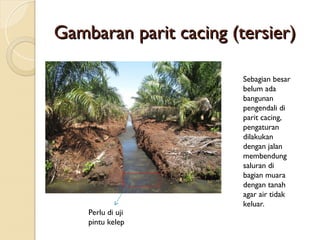 Kajian pencegahan kebakaran di lahan gambut pada lahan perkebunan.ppt
