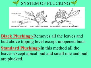 Plucking in Tea | PPTX | Agriculture | Industries