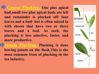 Plucking in Tea | PPTX | Agriculture | Industries