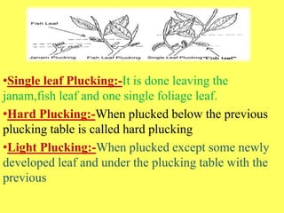Plucking in Tea | PPTX | Agriculture | Industries