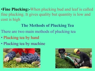 Plucking in Tea | PPTX | Agriculture | Industries