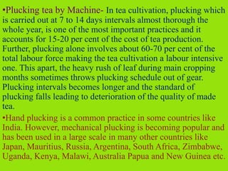 Plucking in Tea | PPTX