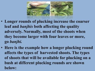 Plucking in Tea | PPTX | Agriculture | Industries