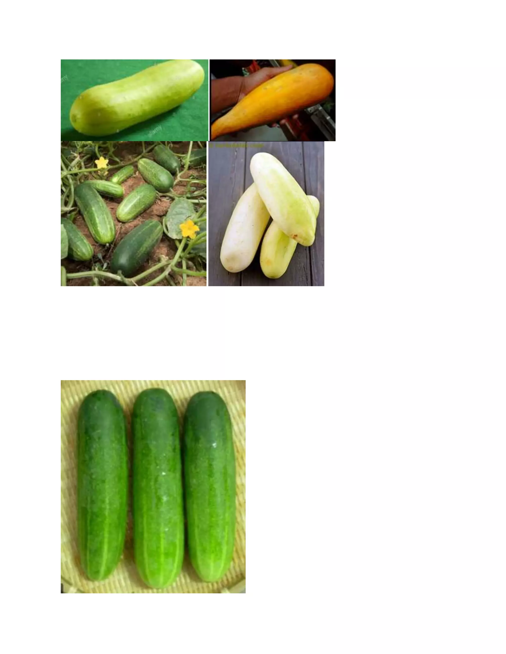 FOOT KAKDI / KACHRA / KACHRI (Cucumis melo / Cucumis Callosus ...