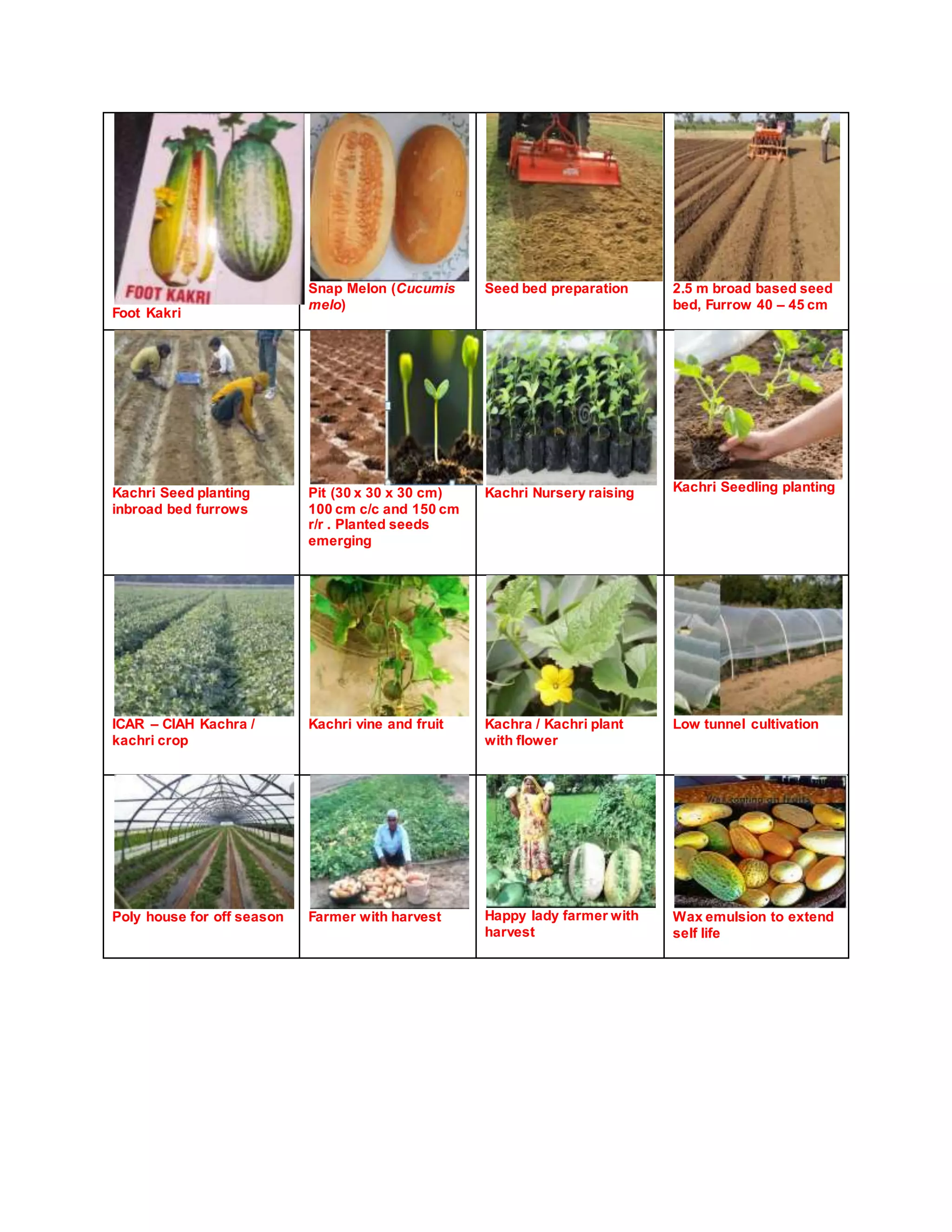 FOOT KAKDI / KACHRA / KACHRI (Cucumis melo / Cucumis Callosus ...