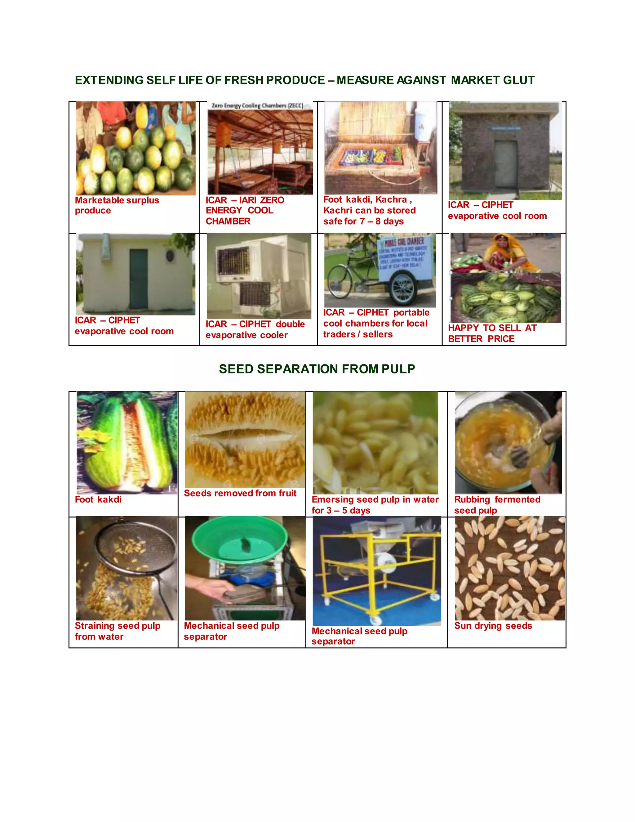 FOOT KAKDI / KACHRA / KACHRI (Cucumis melo / Cucumis Callosus ...