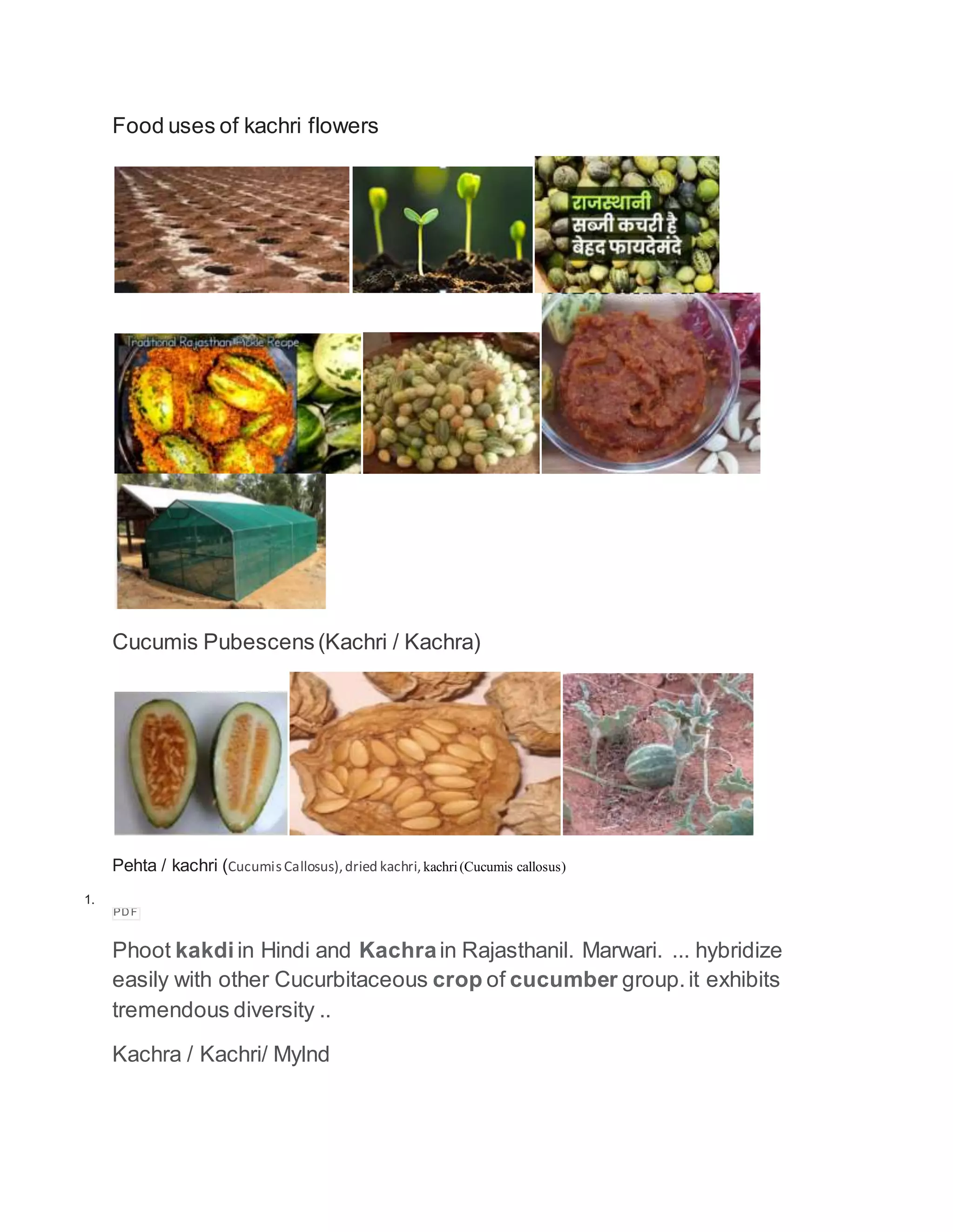 FOOT KAKDI / KACHRA / KACHRI (Cucumis melo / Cucumis Callosus ...