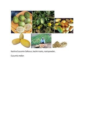FOOT KAKDI / KACHRA / KACHRI (Cucumis melo / Cucumis Callosus ...