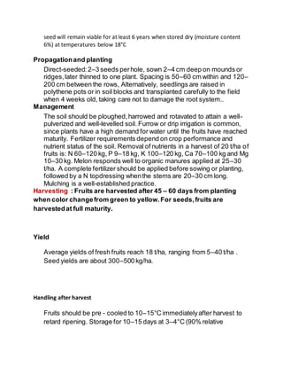 FOOT KAKDI / KACHRA / KACHRI (Cucumis melo / Cucumis Callosus ...