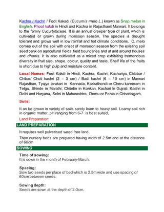 FOOT KAKDI / KACHRA / KACHRI (Cucumis melo / Cucumis Callosus ...