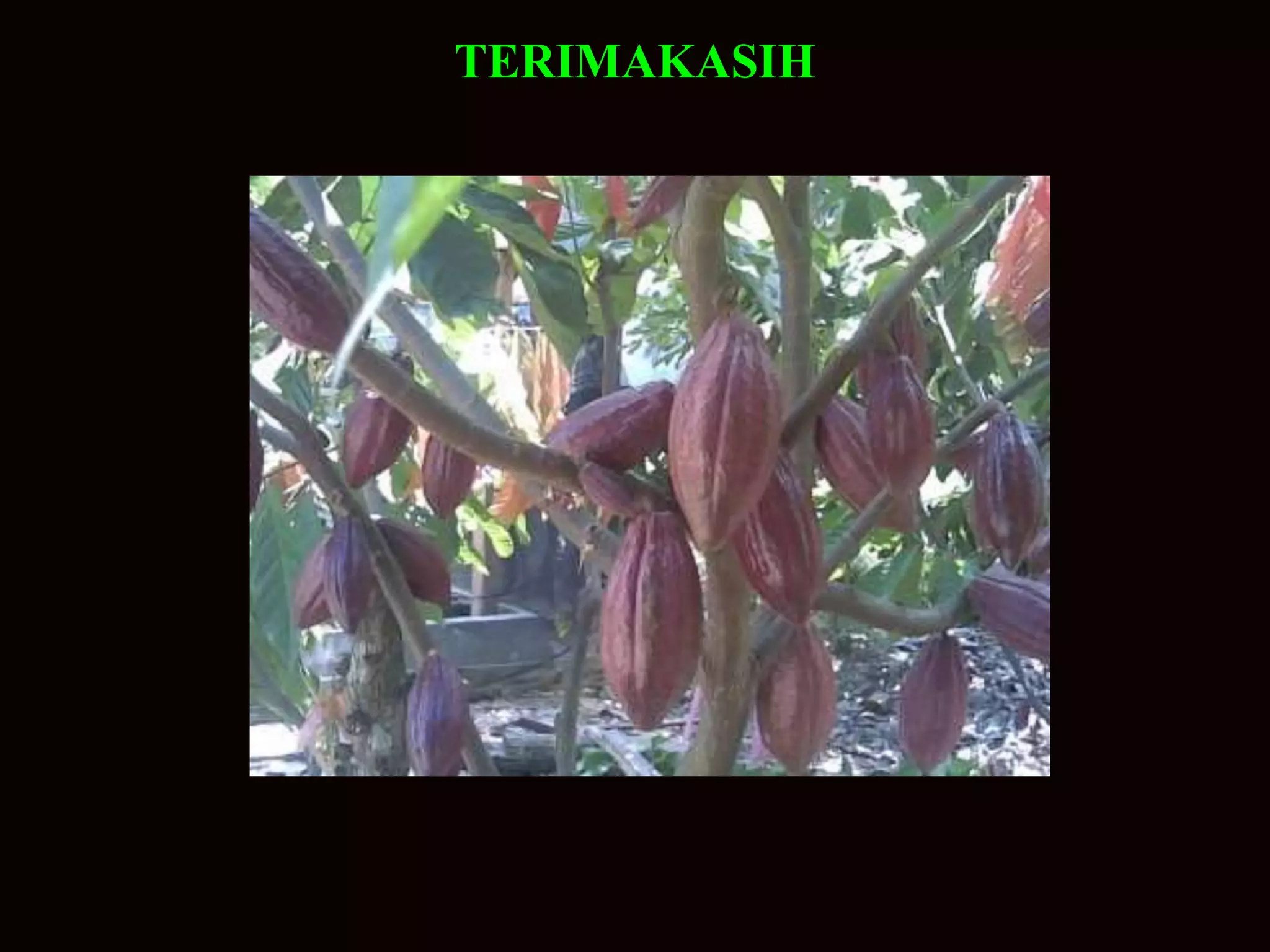 Okulasi Kakao | PPTX