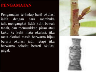 Okulasi Kakao | PPTX