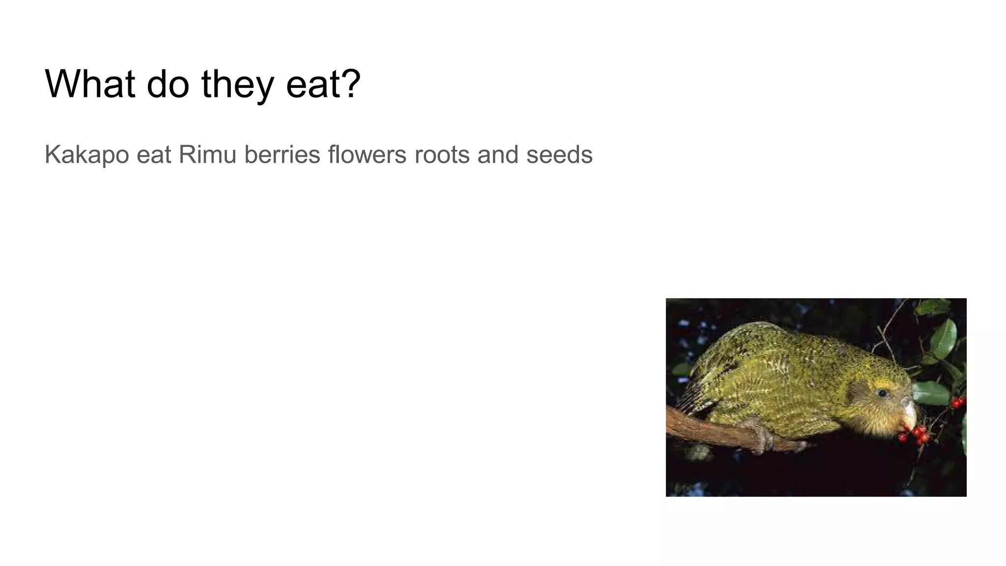 Kakapo by Isla | PPT