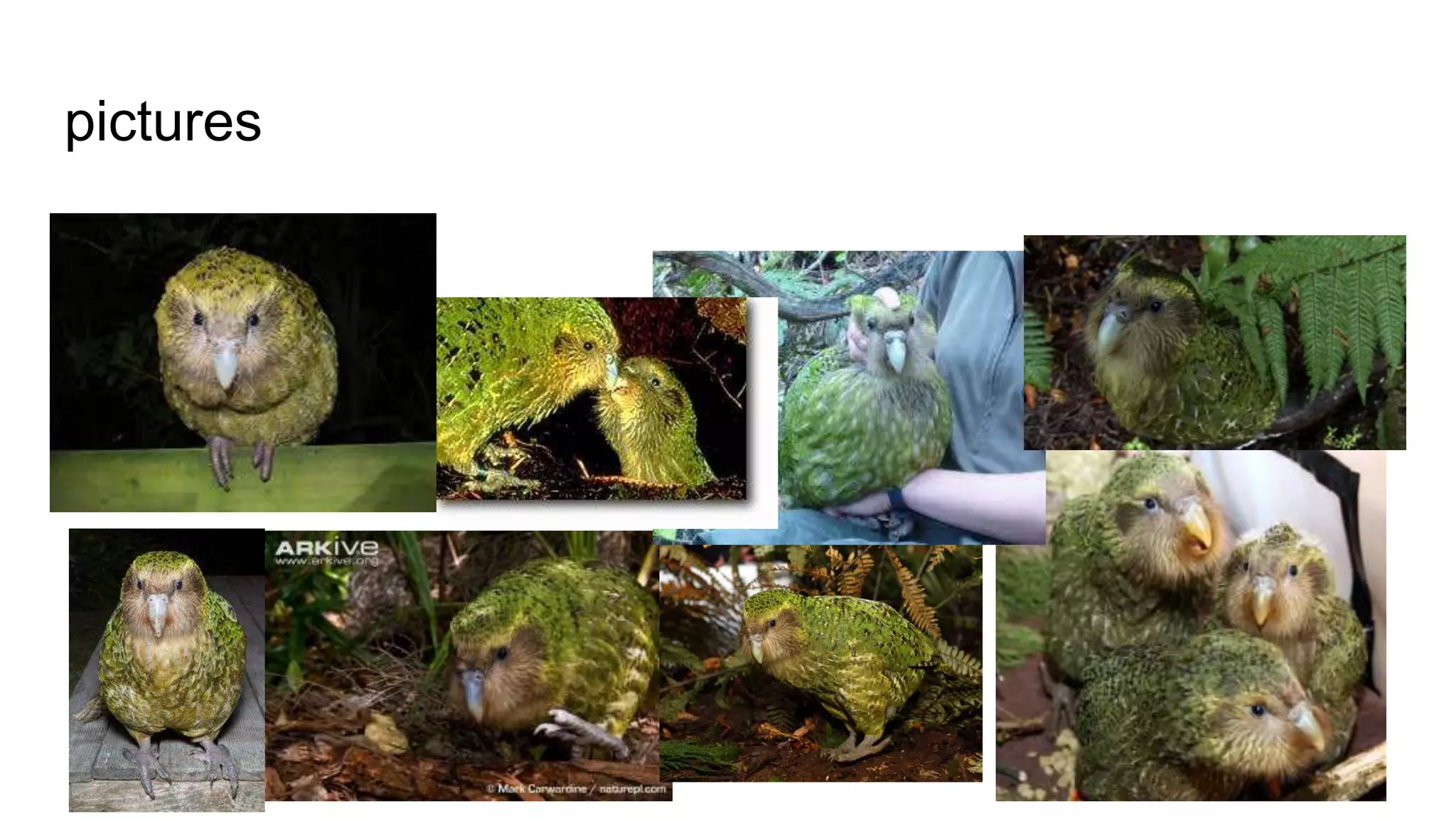 Kakapo by Isla | PPT