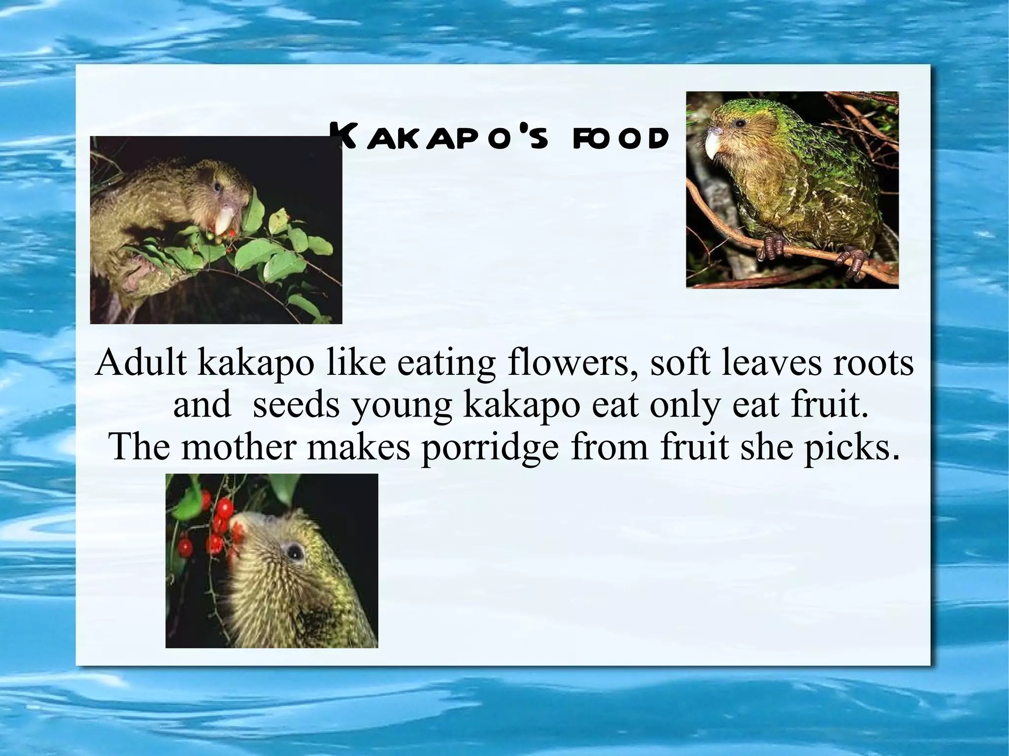 Kakapo slide show, By Ariel | PPT