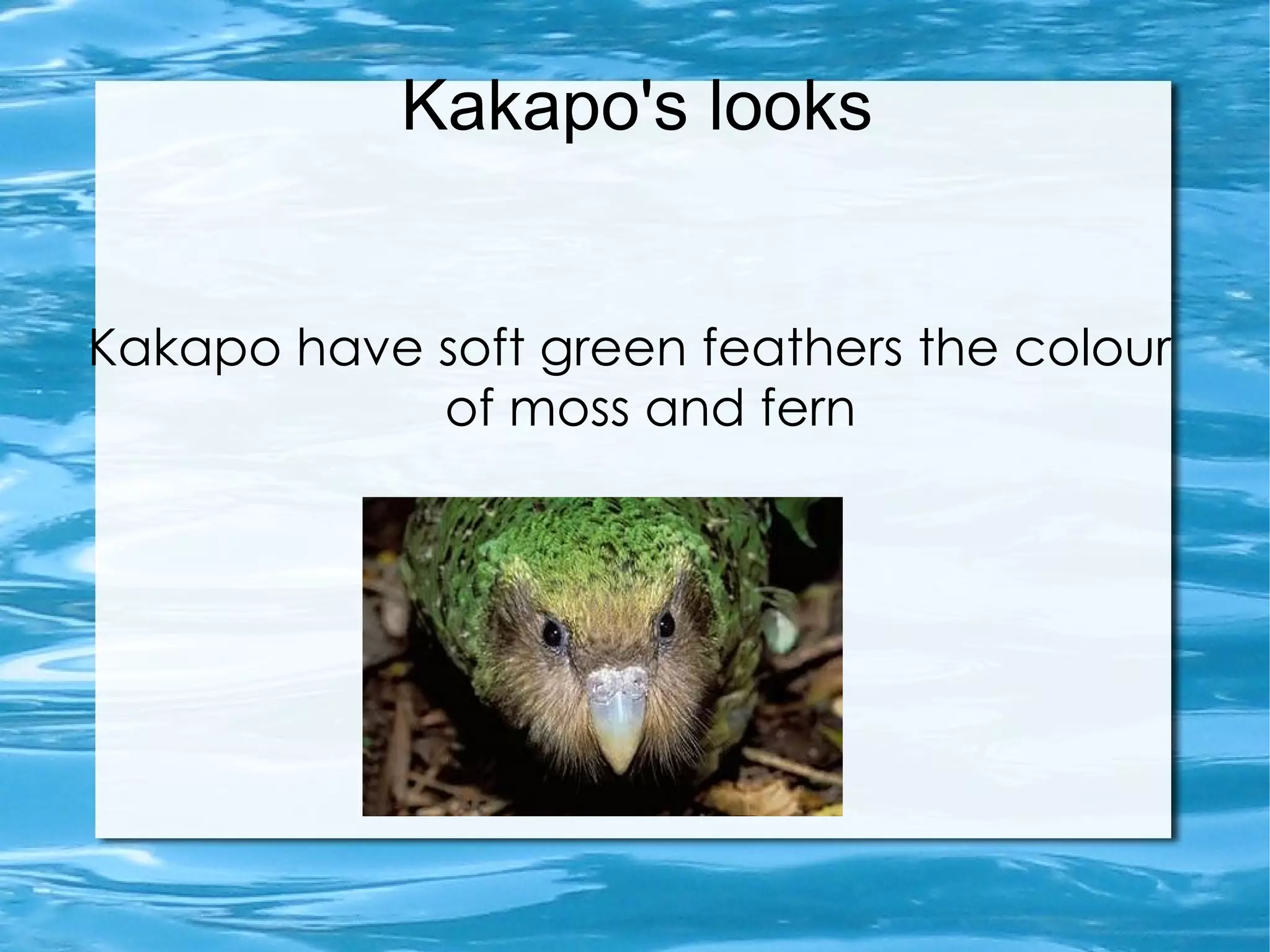 Kakapo slide show, By Ariel | PPT