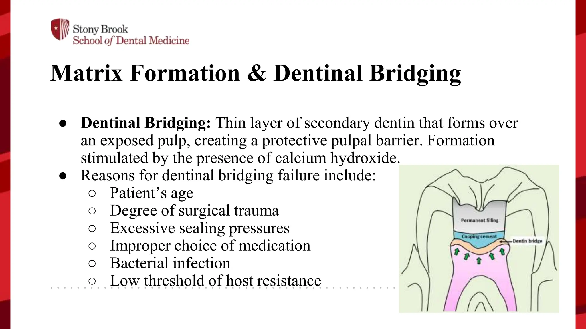 Kakehashi_Endodontic_Presentation12.pptx