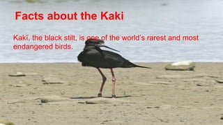 Kaki