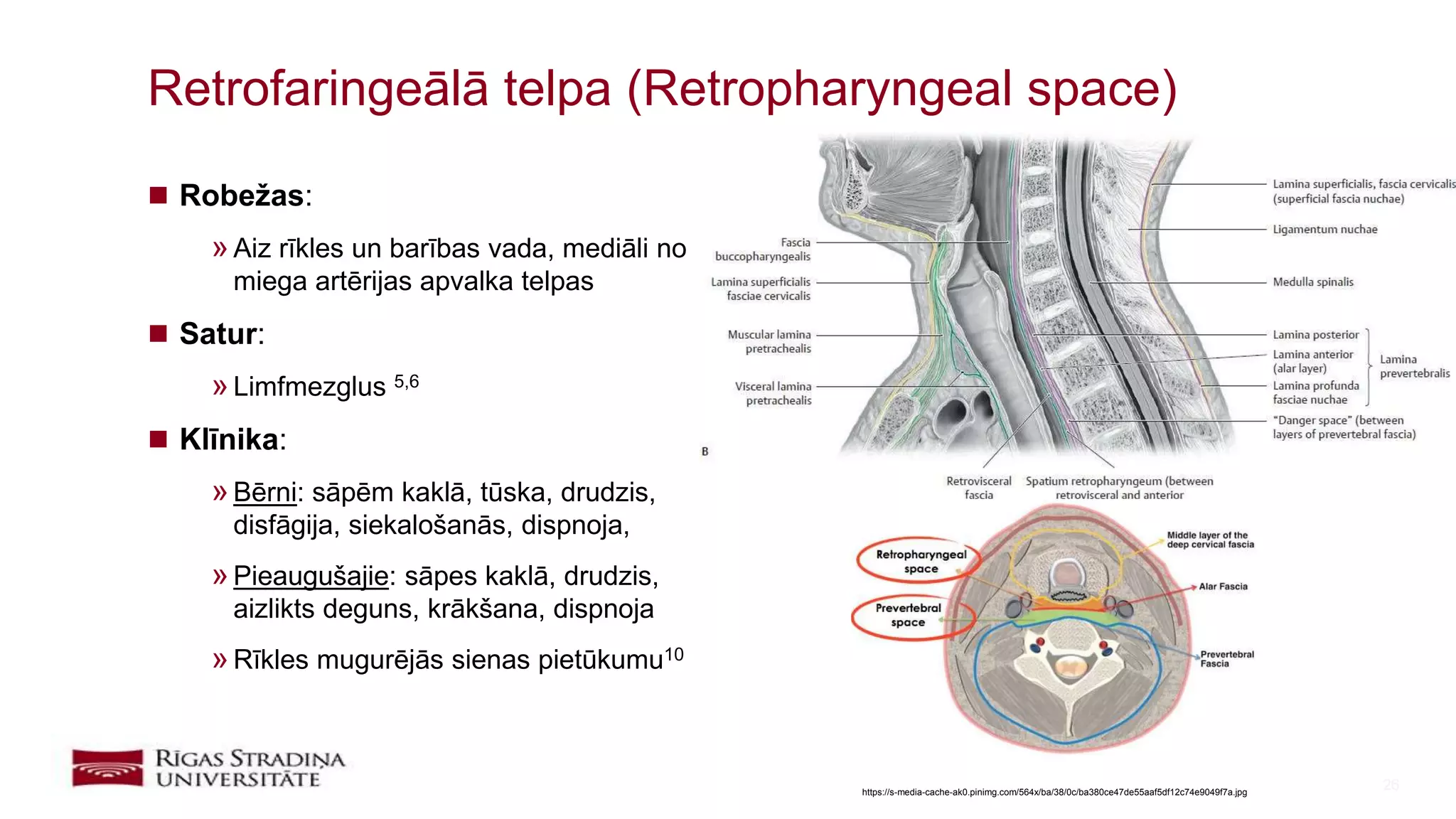 Kakla daļas radioloģiskā anatomija no ORL aspekta | PPTX