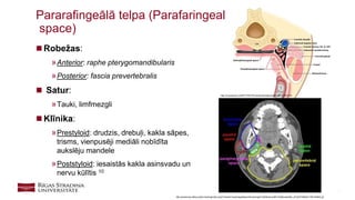 Kakla daļas radioloģiskā anatomija no ORL aspekta | PPTX