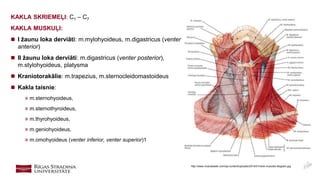 Kakla daļas radioloģiskā anatomija | PPTX