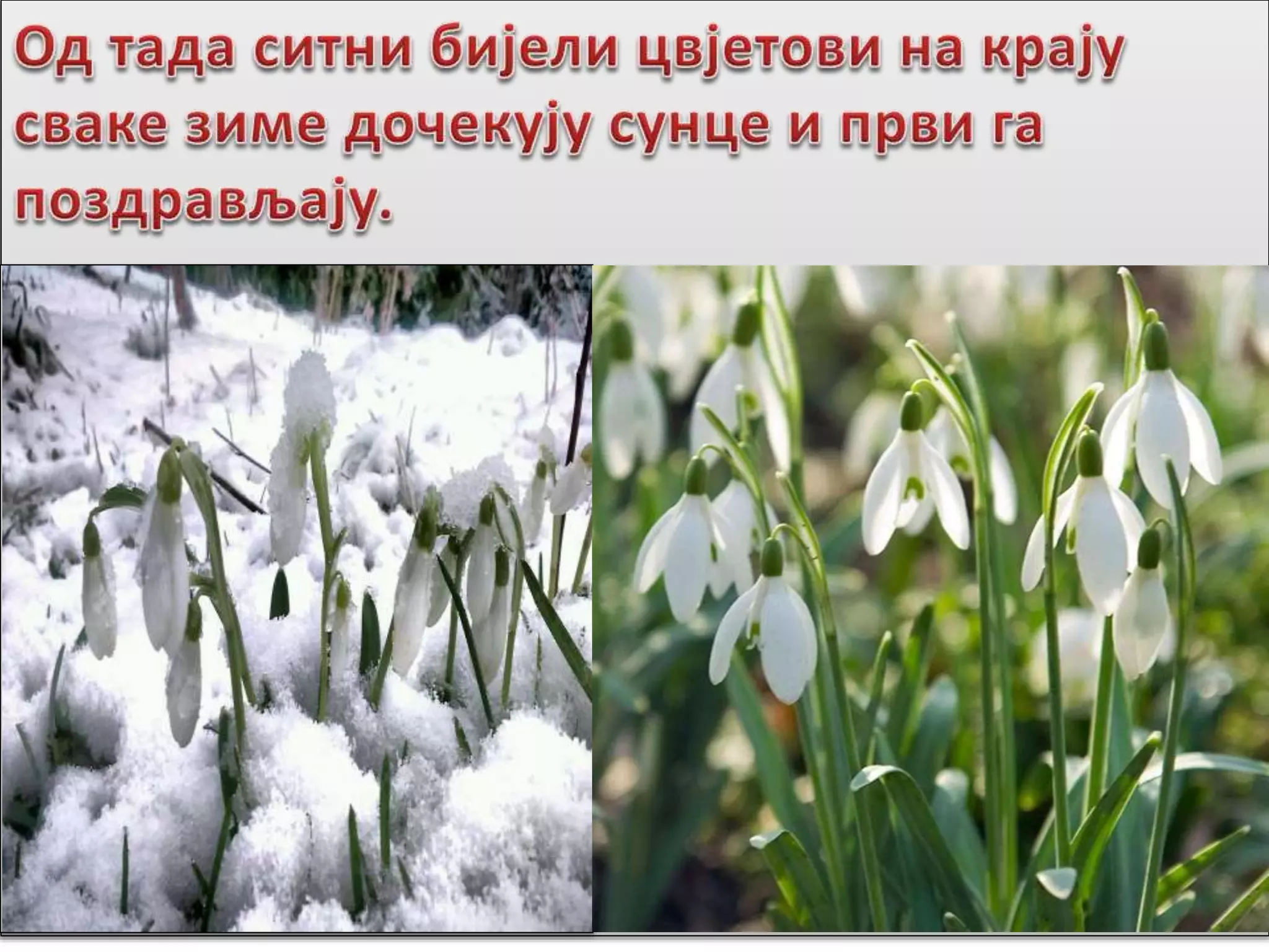 Kako je procvjetala prva visibaba - Šimo Ešić, Biljana Joksimović | PPTX