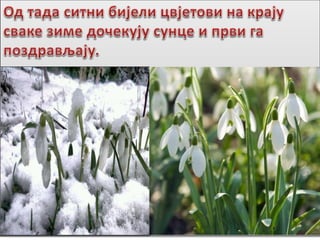 Kako je procvjetala prva visibaba - Šimo Ešić, Biljana Joksimović | PPTX