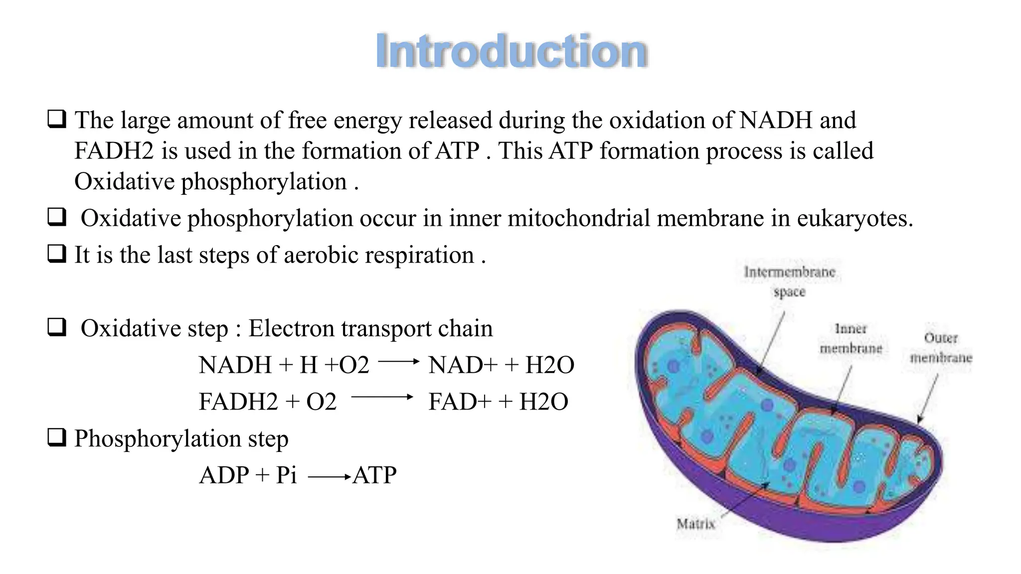 Oxidative phosphorylation and energy calculation of aerobic respiration ...
