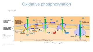 Oxidative phosphorylation and energy calculation of aerobic respiration | PPTX