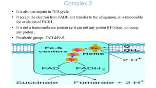 Oxidative phosphorylation and energy calculation of aerobic respiration ...