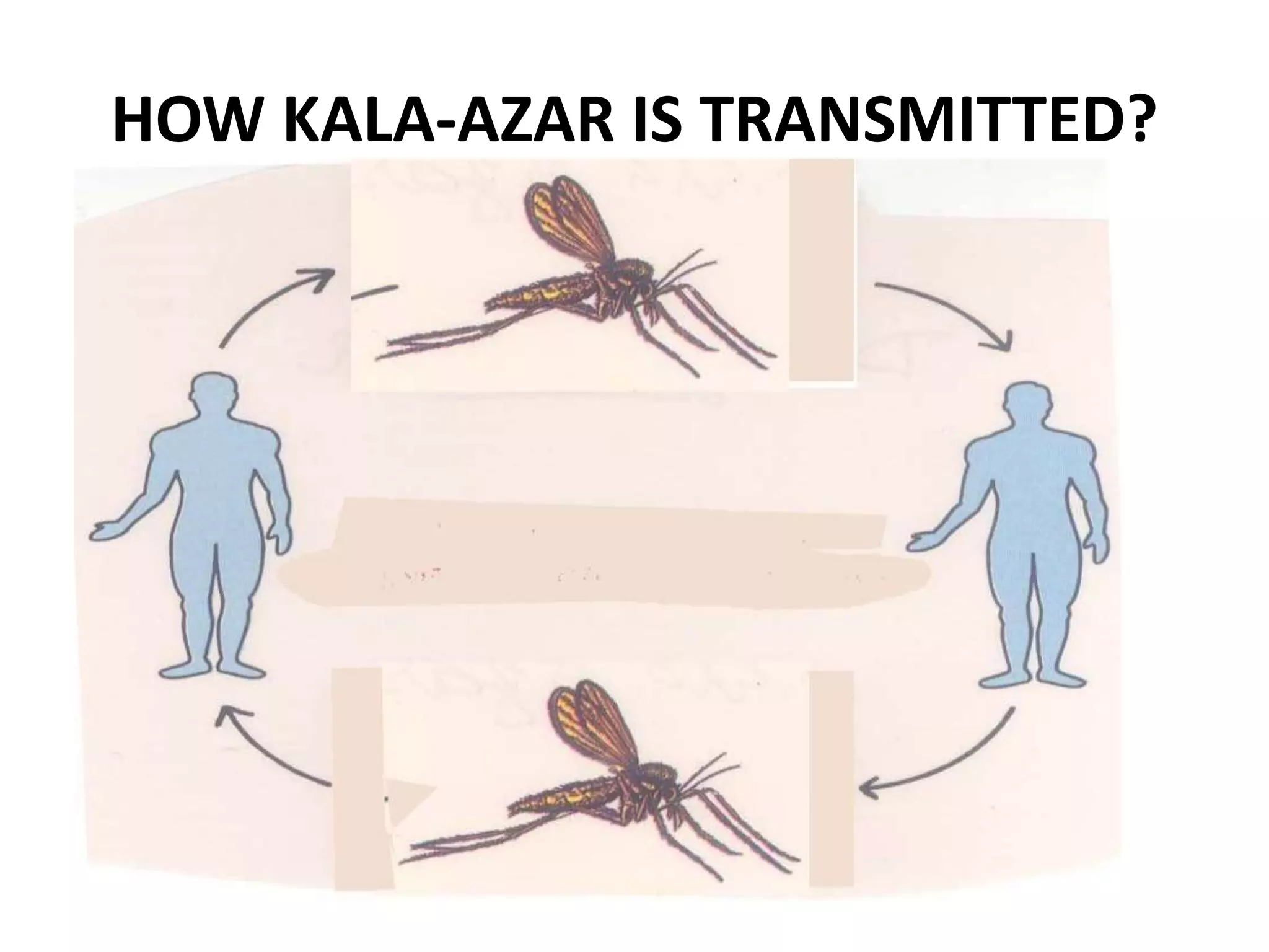 KALA AZAR CONTROL PROGRAMME | PPTX