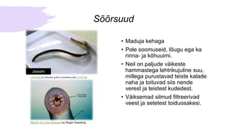 Kalade mitmekesisus, tähtsus ja ohustatus | PPTX