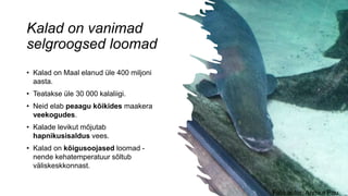 Kalade mitmekesisus, tähtsus ja ohustatus | PPTX