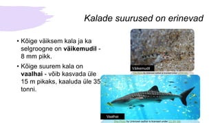 Kalade mitmekesisus, tähtsus ja ohustatus | PPTX