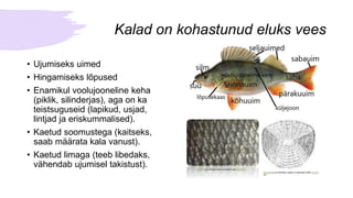 Kalade mitmekesisus, tähtsus ja ohustatus | PPTX