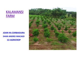KALAMANSI FARM.pptx