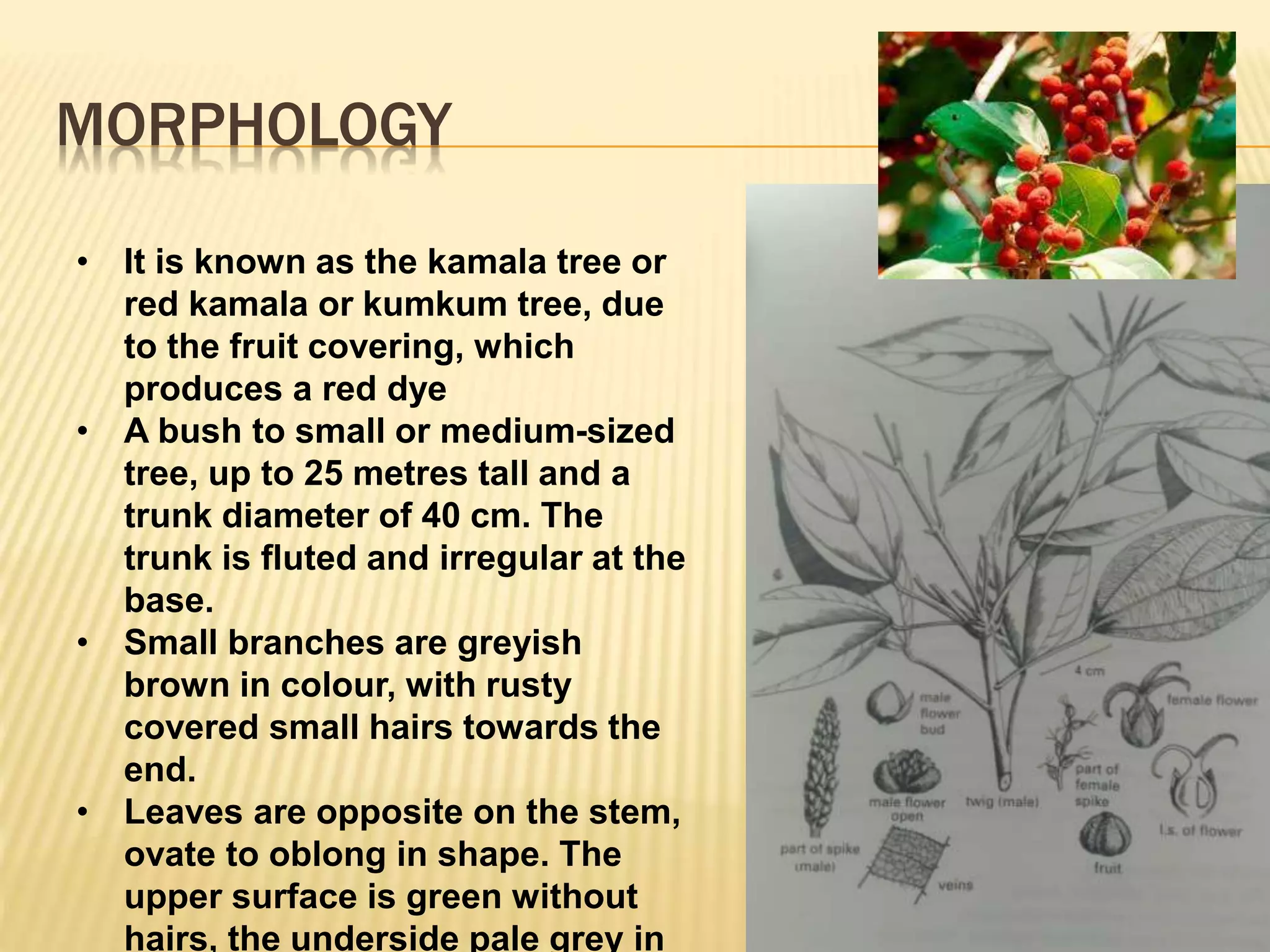Kalamegha kampillaka- kanchanara | PPTX