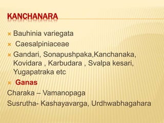 Kalamegha kampillaka- kanchanara | PPTX