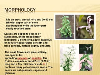 Kalamegha kampillaka- kanchanara | PPTX