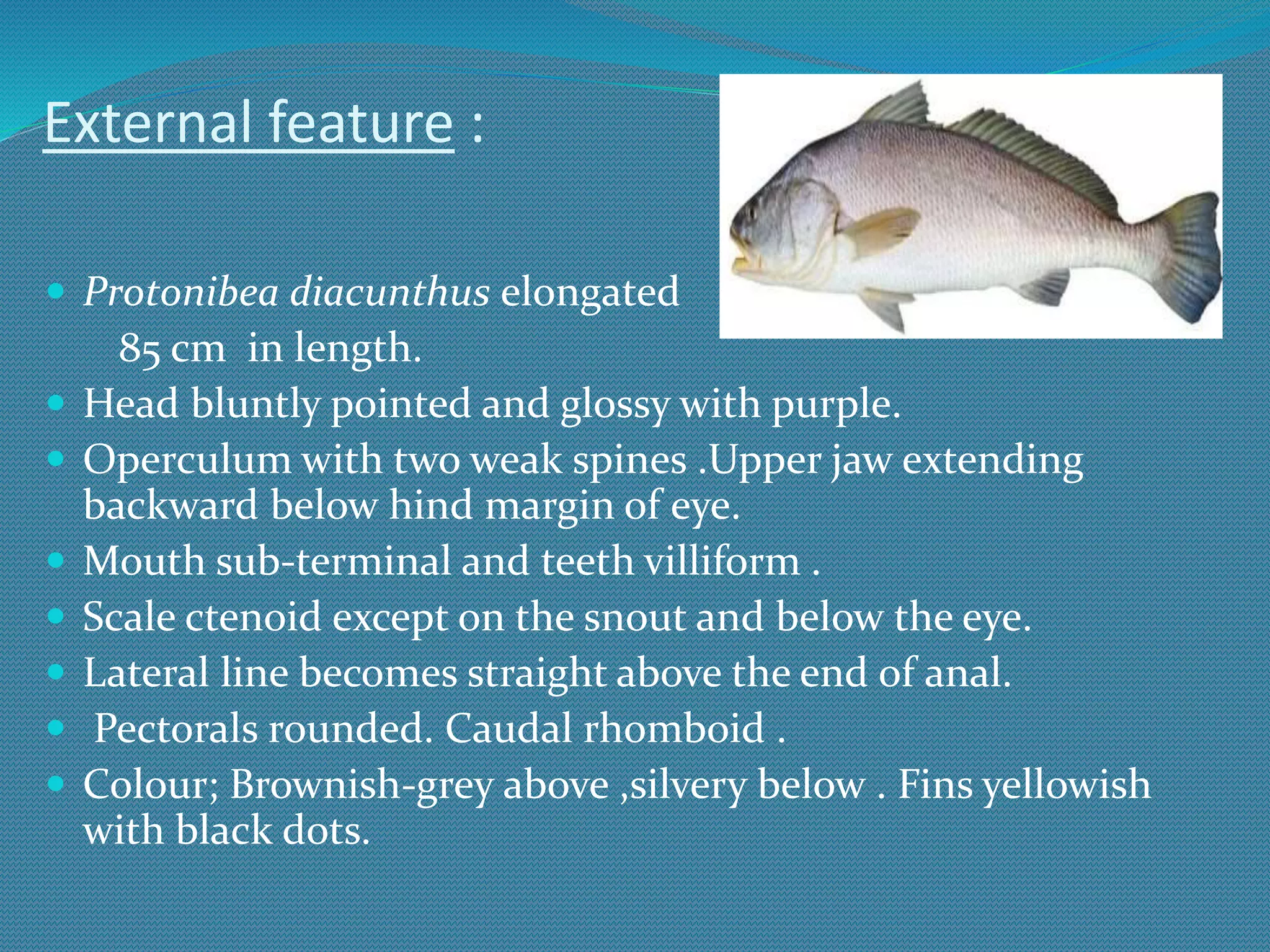 Kala poa (protonibea diacanthus) | PPT