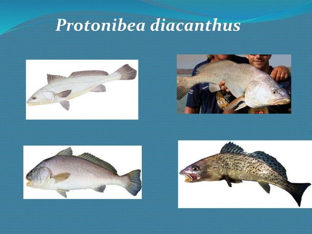 Kala poa (protonibea diacanthus) | PPT
