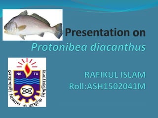 Kala poa (protonibea diacanthus) | PPT
