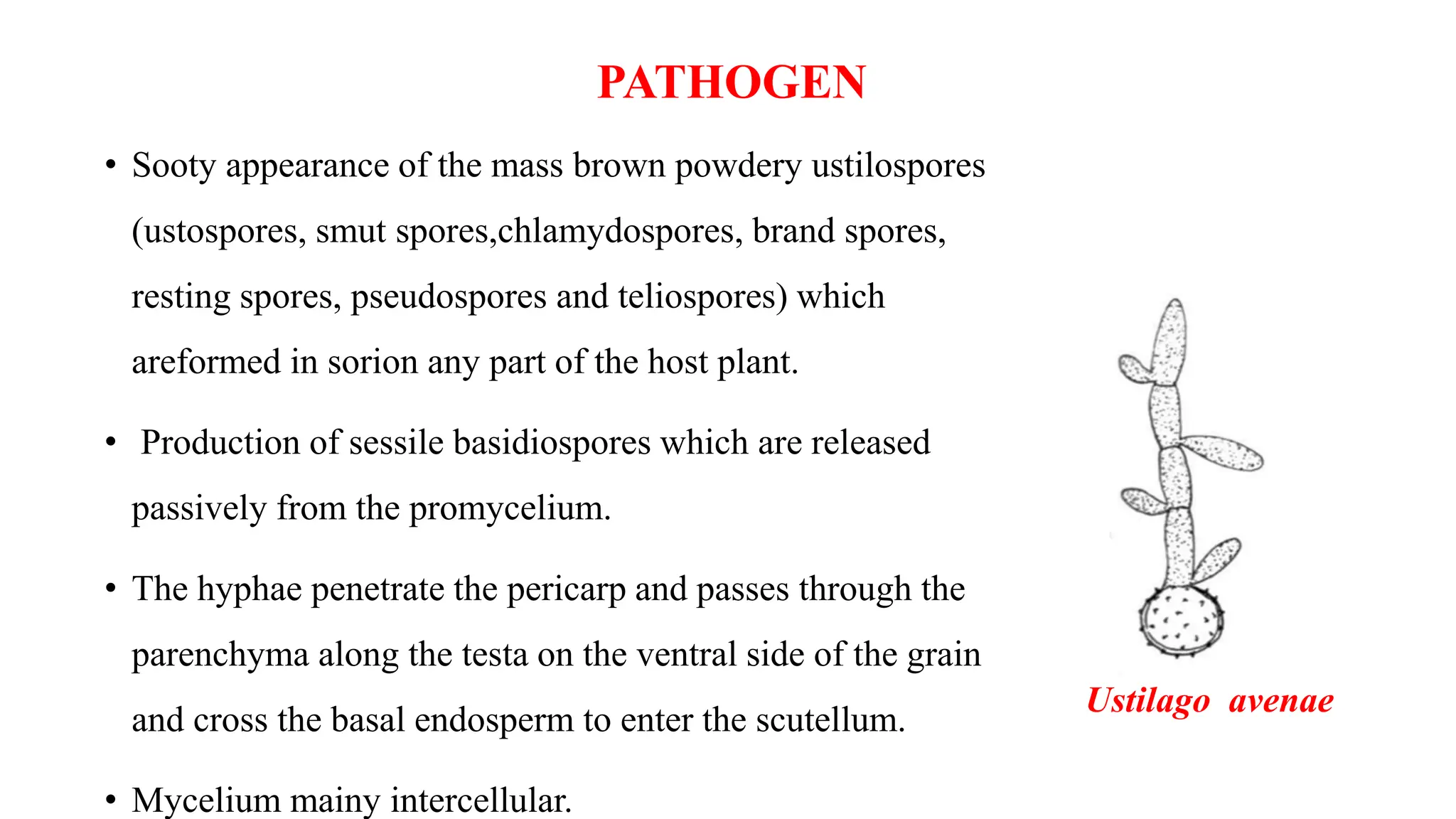 RUST AND SMUT OF OATS 48.pptx