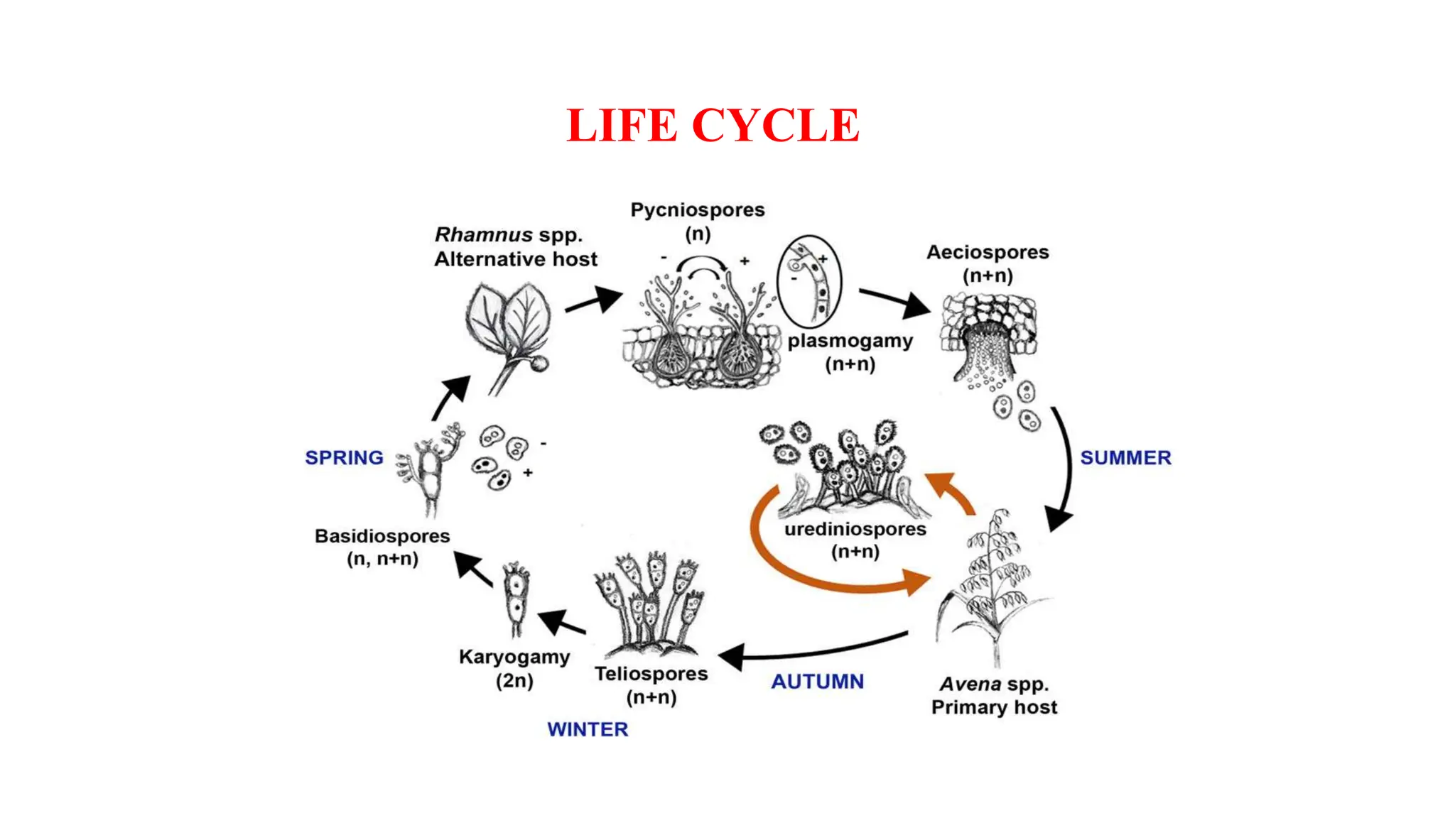 RUST AND SMUT OF OATS 48.pptx